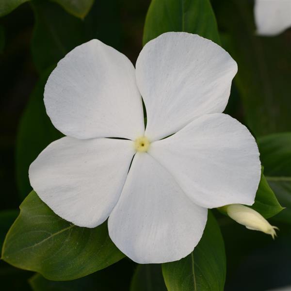 Valiant™ Pure White Vinca