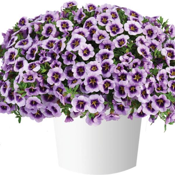 Lia Spark Lavender Calibrachoa
