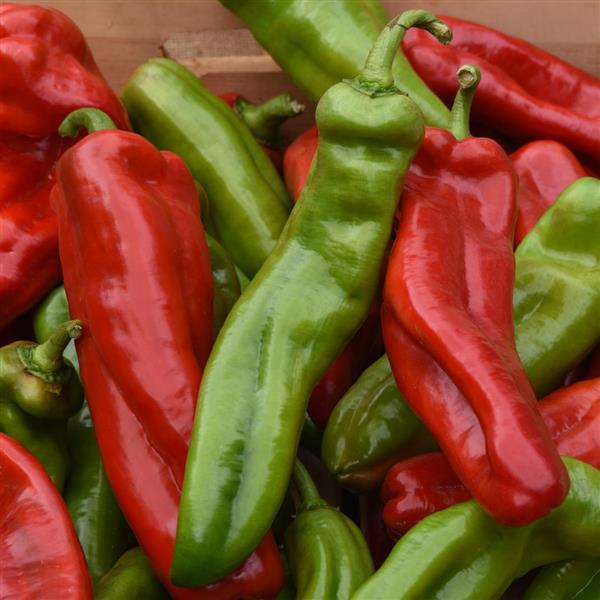 Peppi Cornissimo Pepper