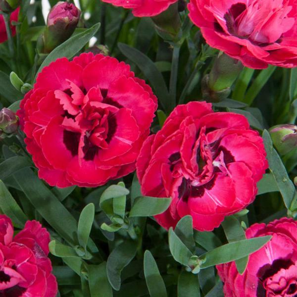 Early Love® Dianthus