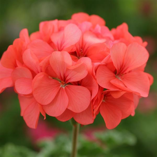 Horizon Coral Spice Geranium