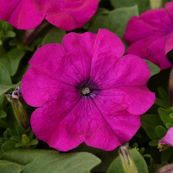 Lo Rider™ Violet Petunia