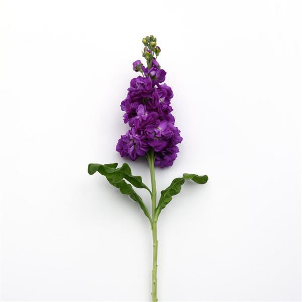 Mathilda™ Blue Matthiola