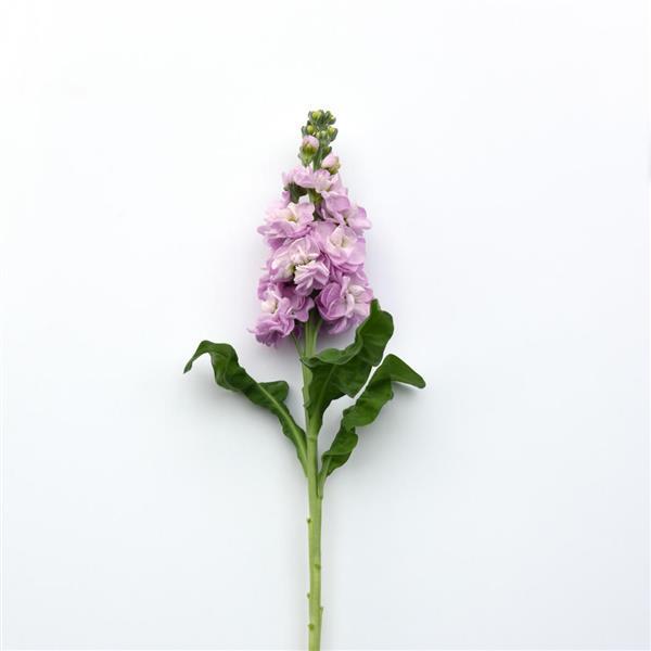 Mathilda™ Pink Matthiola