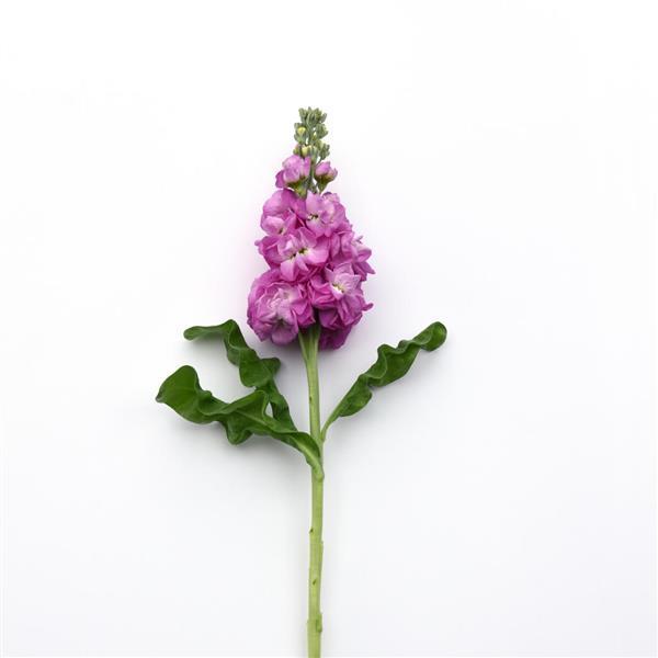 Mathilda™ Rose Matthiola