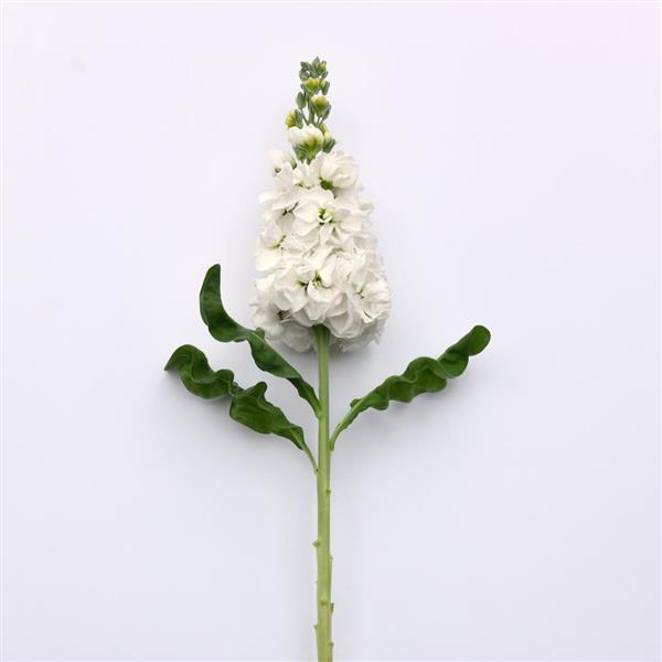 Mathilda™ White Matthiola