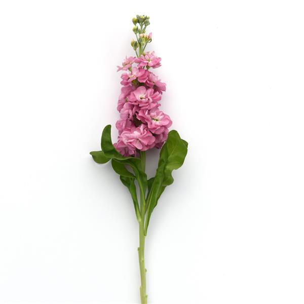 Mathilda™ Antique Rose Matthiola