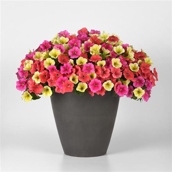 Before You Know It 26 MixMasters™