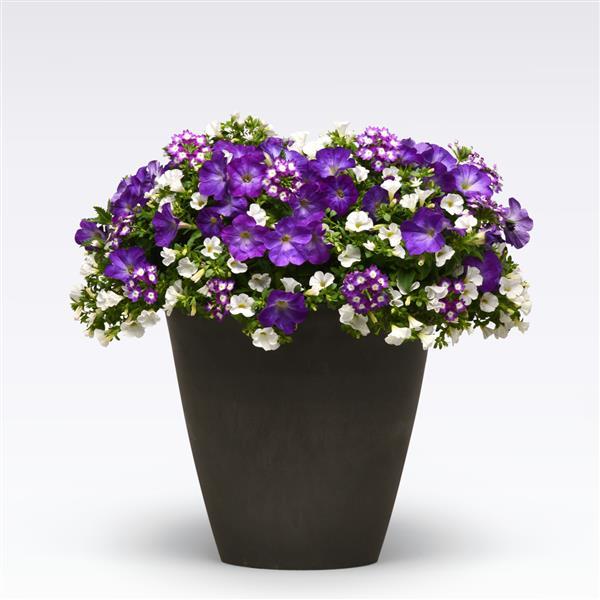 Eye Caramba 26 MixMasters™