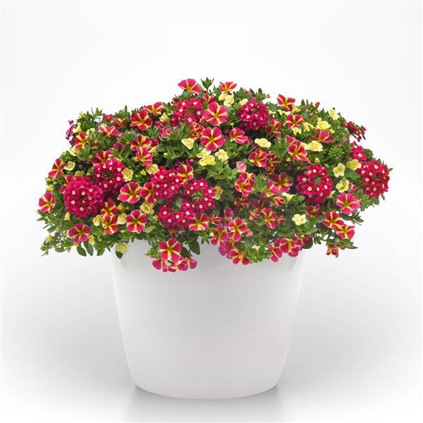 Swirling Shuffle Trixi®