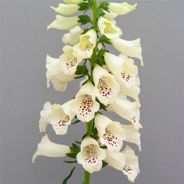 Digitalis Dottie Cream