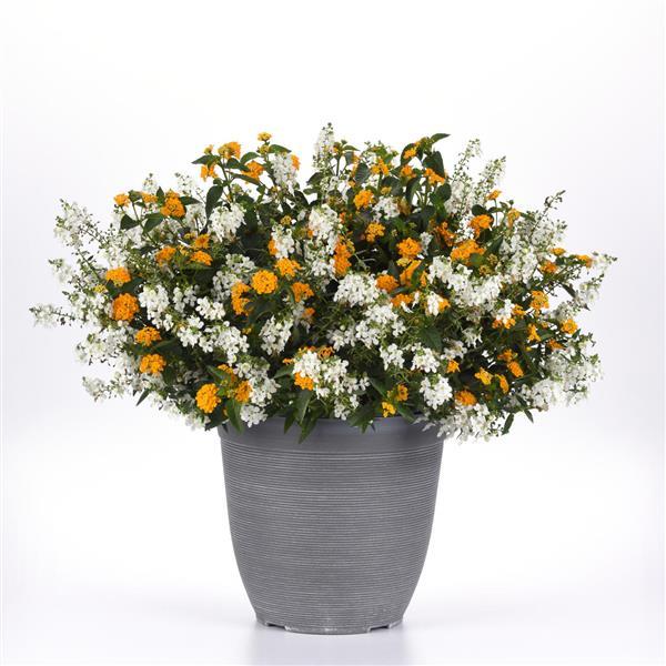 Summer Splendor MixMasters™