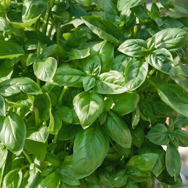 Piedmont Basil