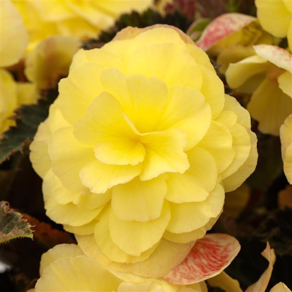 iCandy Lemon Yellow Begonia
