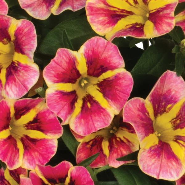 Bloomtastic Orange Cartwheel Calibrachoa