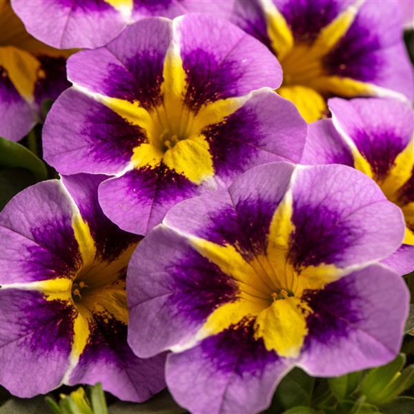 Caliloco Starfire Lavender Calibrachoa