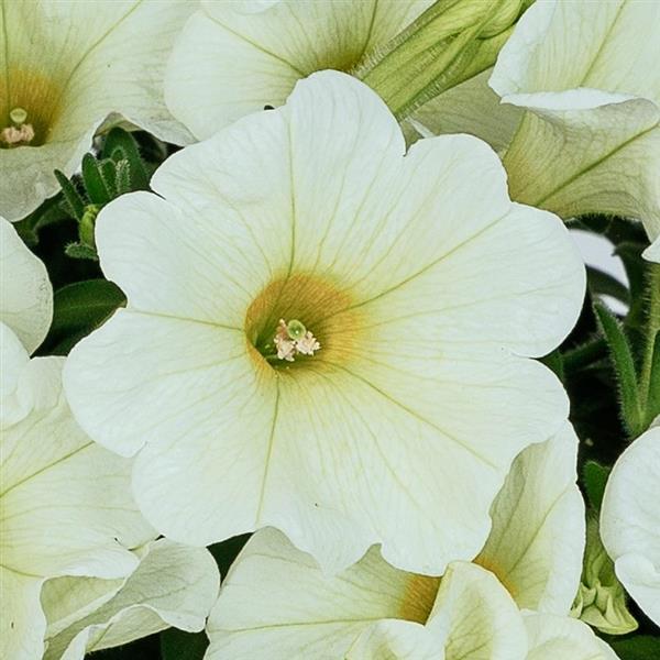 Durabloom Lime Petunia