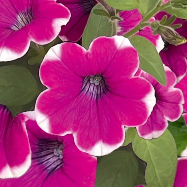 Durabloom Magenta Halo Petunia