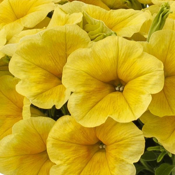 Sanguna Sunshine Petunia