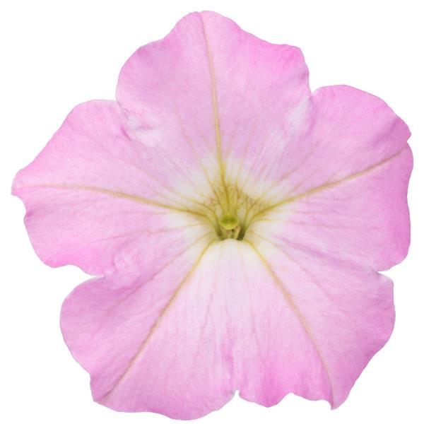 Supertunia Mini Vista Pink Cloud Petunia