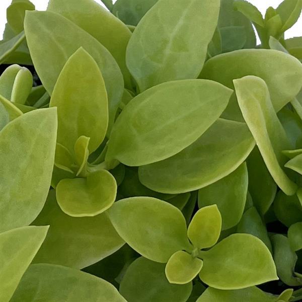 Golden Cascade Aptenia