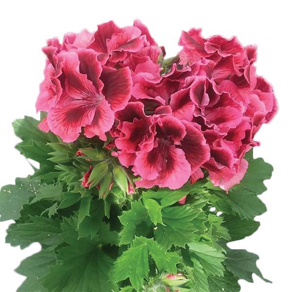 Elegance Kate Regal Geranium