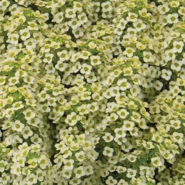 YOLO French Vanilla Lobularia