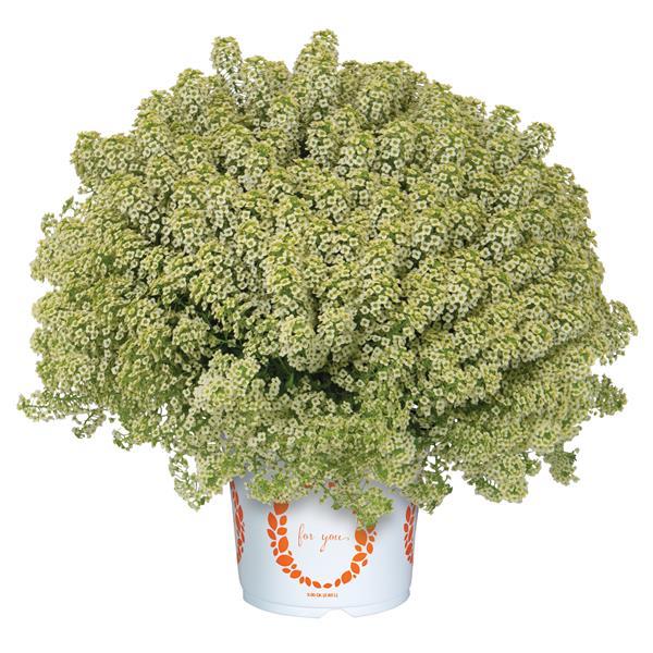 YOLO French Vanilla Lobularia