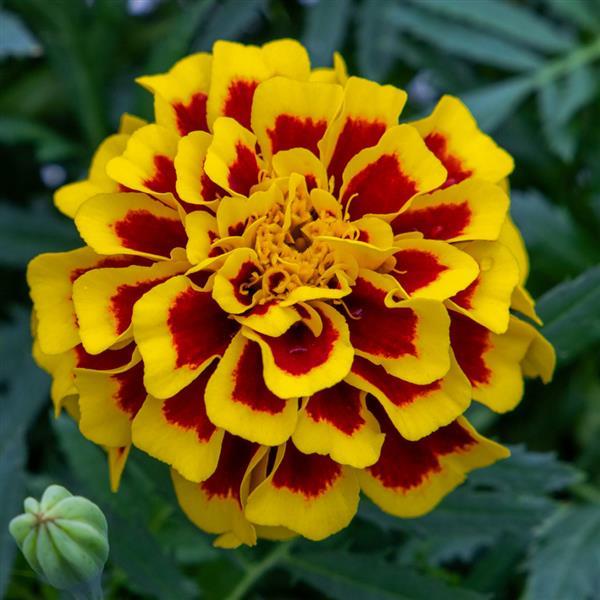 Mango Tango French Marigold