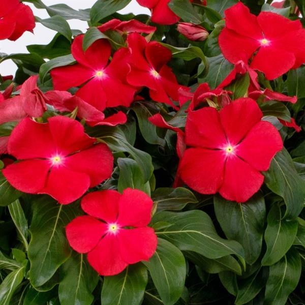Cora XDR Red Glow Vinca
