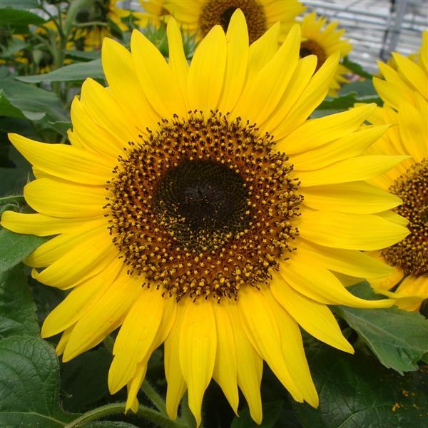 Choco Sun Sunflower