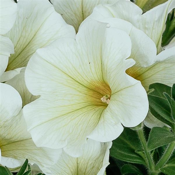 Sweetunia Popcorn Petunia