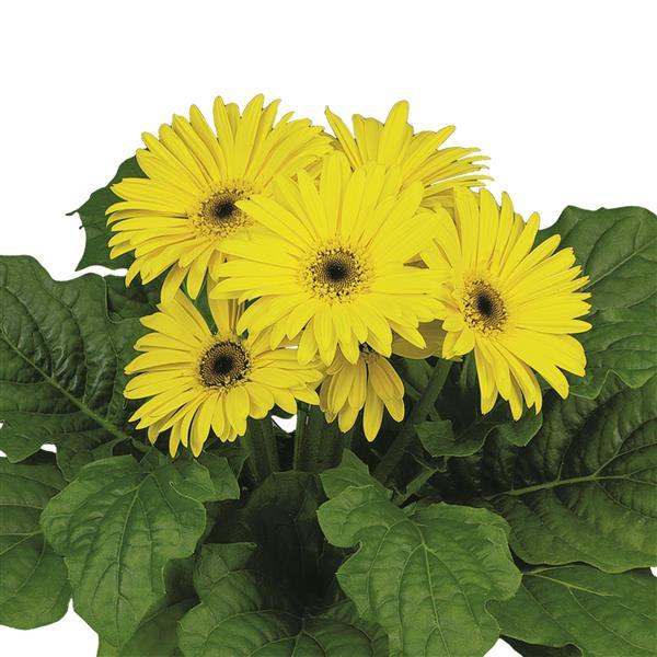 Flori Line Midi Yellow Dark Eye Gerbera