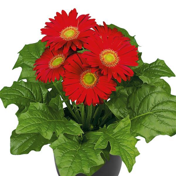Flori Line Midi Red Light Eye Gerbera