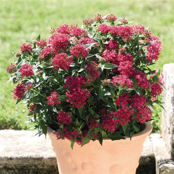 Graffiti Lipstick Pentas