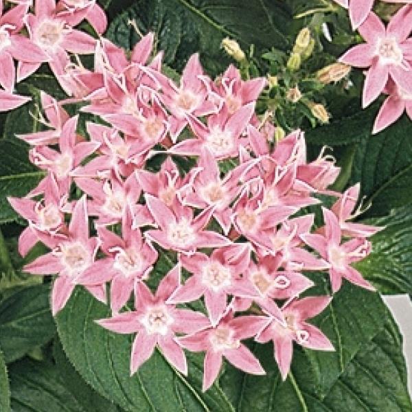Graffiti Pink Pentas