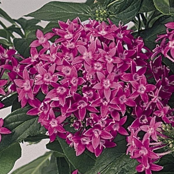 Graffiti Violet Pentas