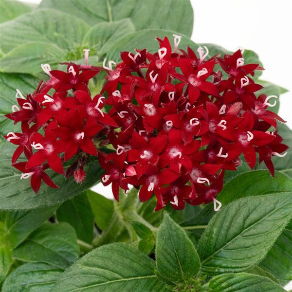 Graffiti Deep Red Pentas