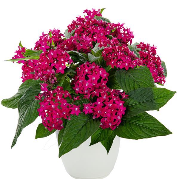 Graffiti Neon Plum Pentas