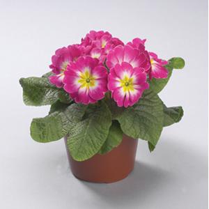 Danova Rose and White Bicolor Primula Acaulis