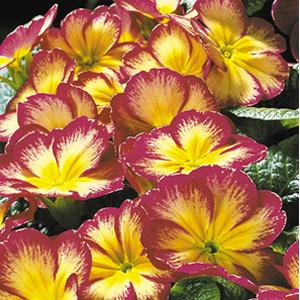 Danova Yellow-Red Bicolor Primula Acaulis