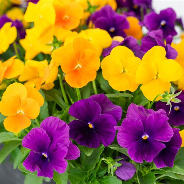 ColorMax Harvest Mix Viola