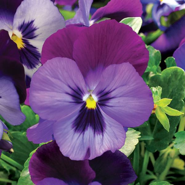 ColorMax Blue Jeans Viola