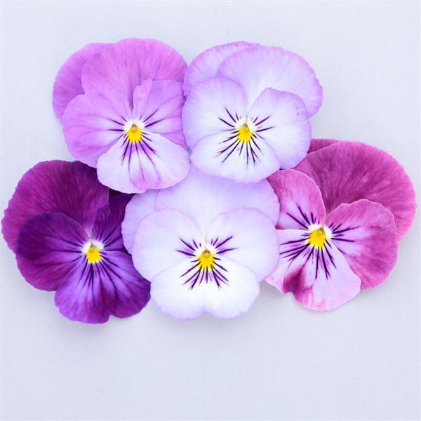 ColorMax Lavender Flash Viola