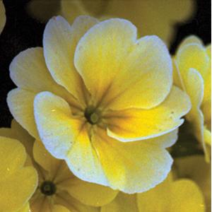 SuperNova Cream Primula