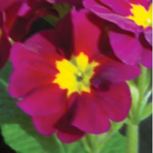 SuperNova Red Primula