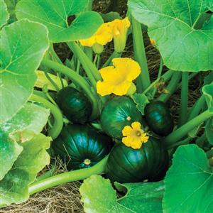 Cupcake Squash