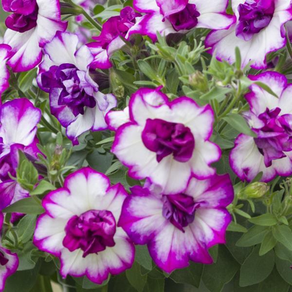 Veranda Double Nicola Petunia