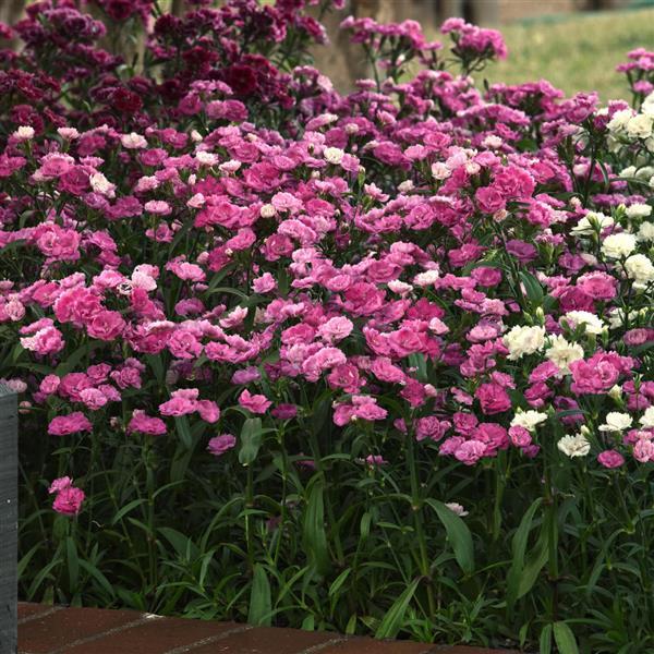 Dynasty Pink Magic Dianthus