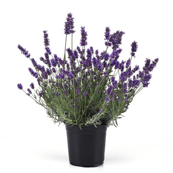 Lavandula angustifolia SuperBlue